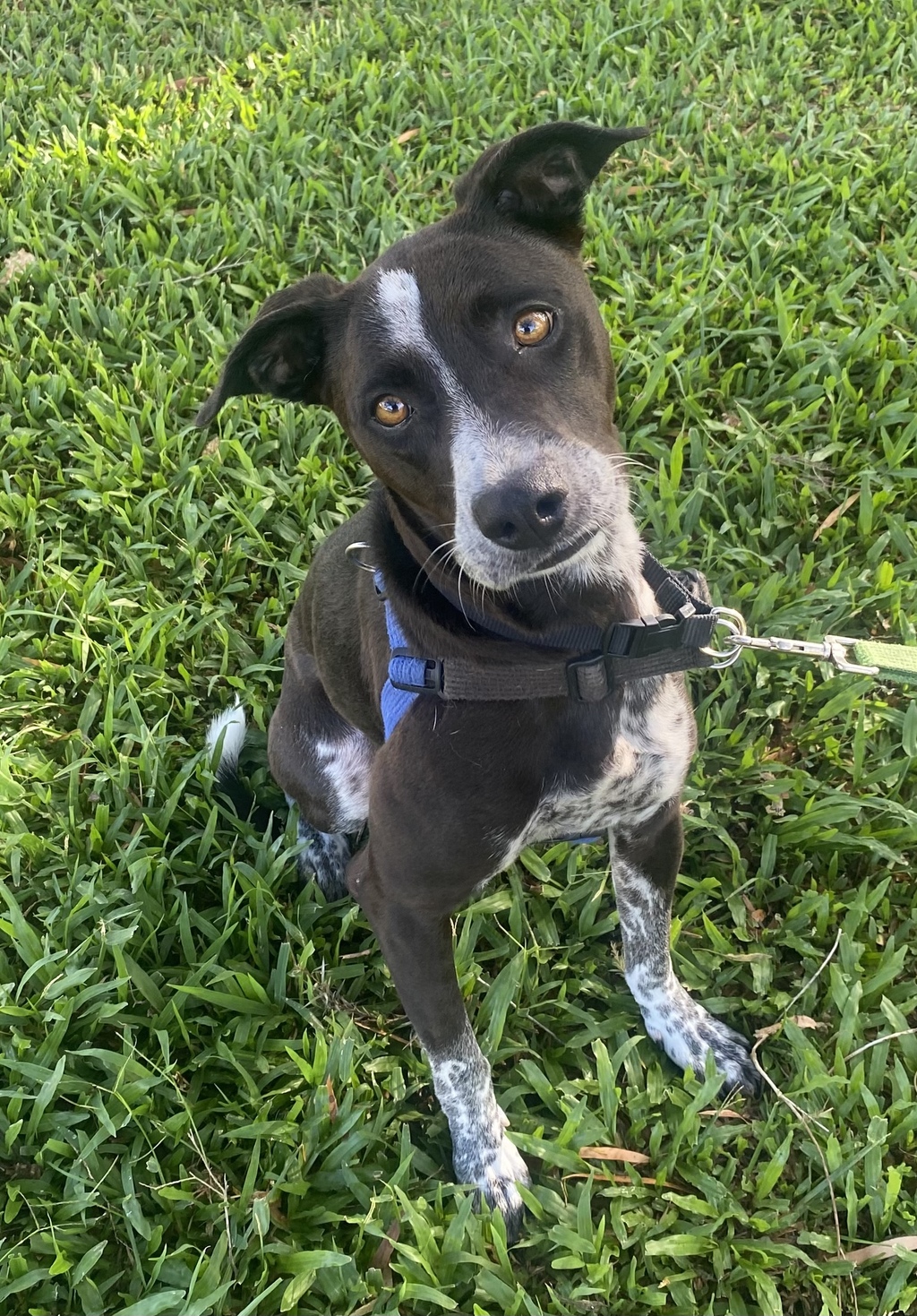 Billie - Medium Female Australian Cattle Dog x German Shorthaired ...