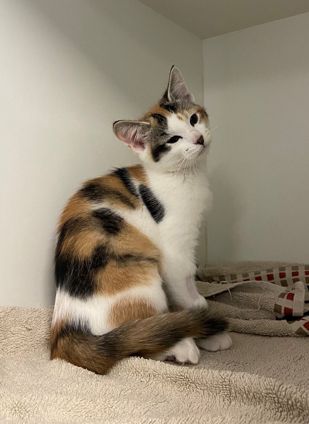 Squeak - Female Dsh Mix Cat in WA - PetRescue