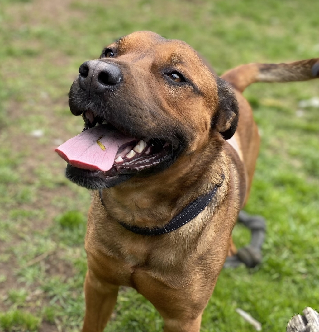 Luca - Medium Male Bullmastiff x Australian Terrier Mix Dog in VIC ...