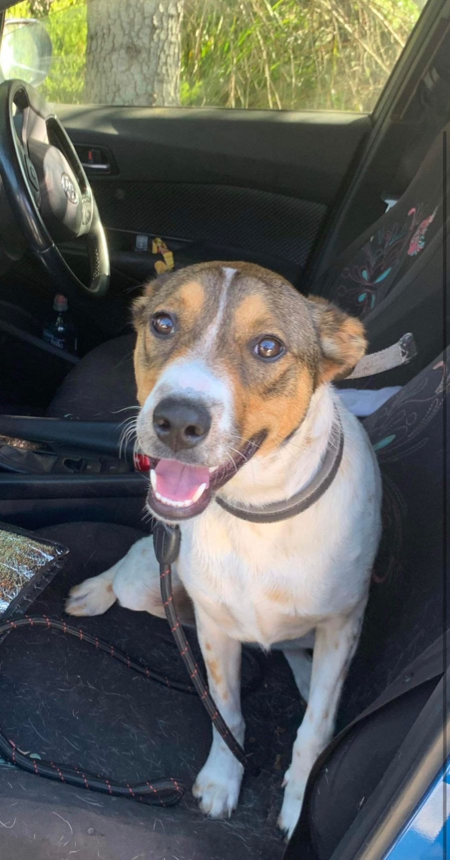Sally - Medium Female Cattle Dog x Kelpie Dog in NSW - PetRescue