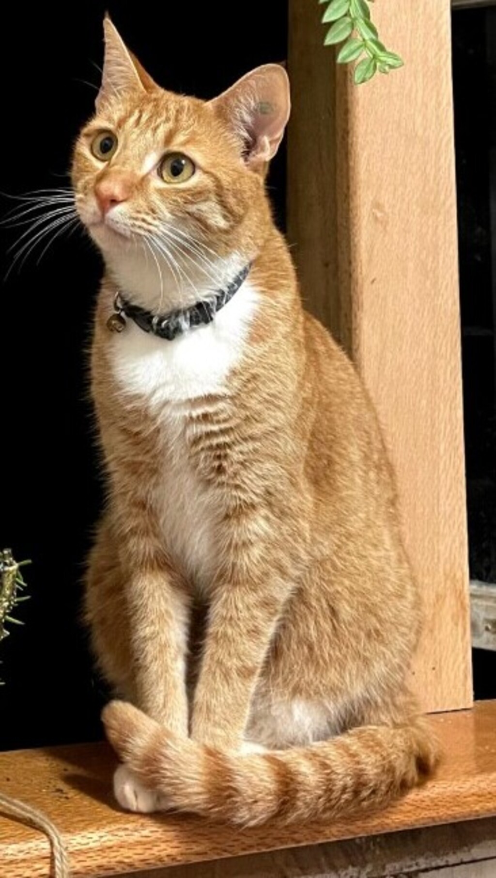 Jinx - Male Domestic Short Hair Mix Cat in QLD - PetRescue