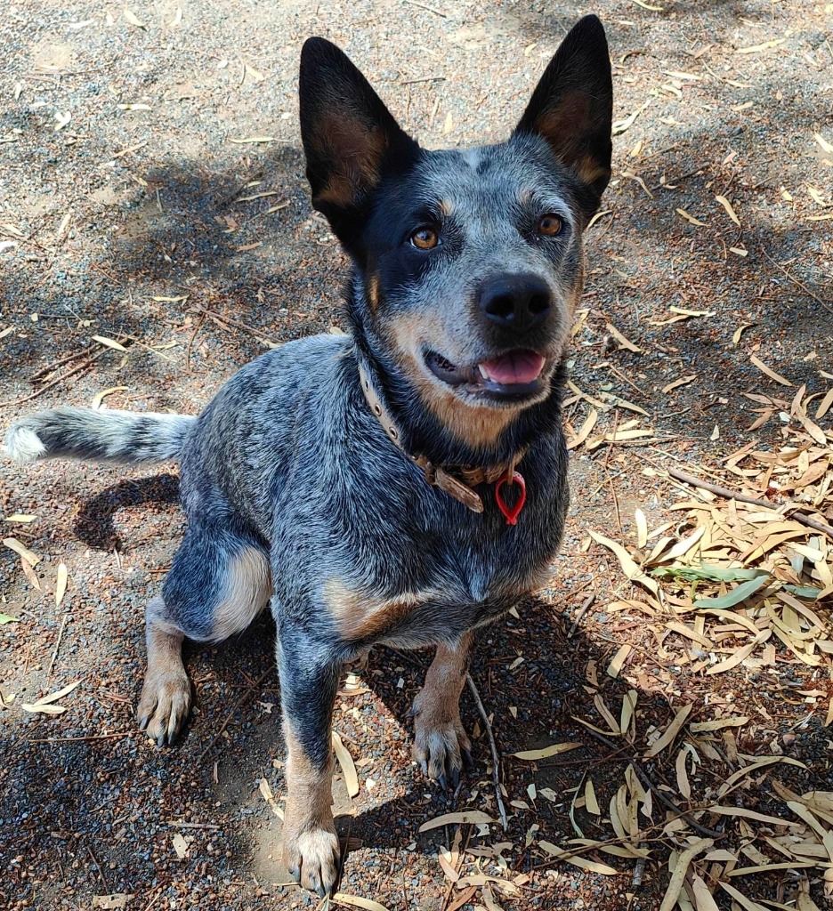 Meg - Medium Female Blue Heeler Dog in WA - PetRescue
