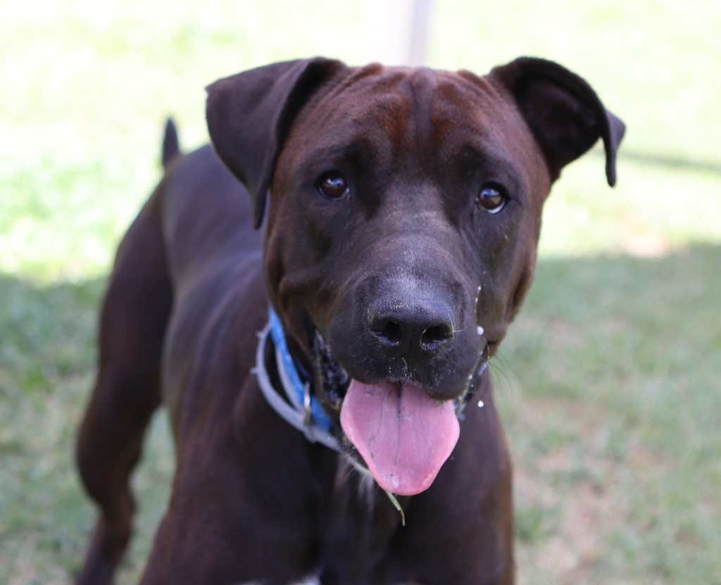 Nado - Large Male American Staffordshire Bull Terrier Mix Dog in QLD ...