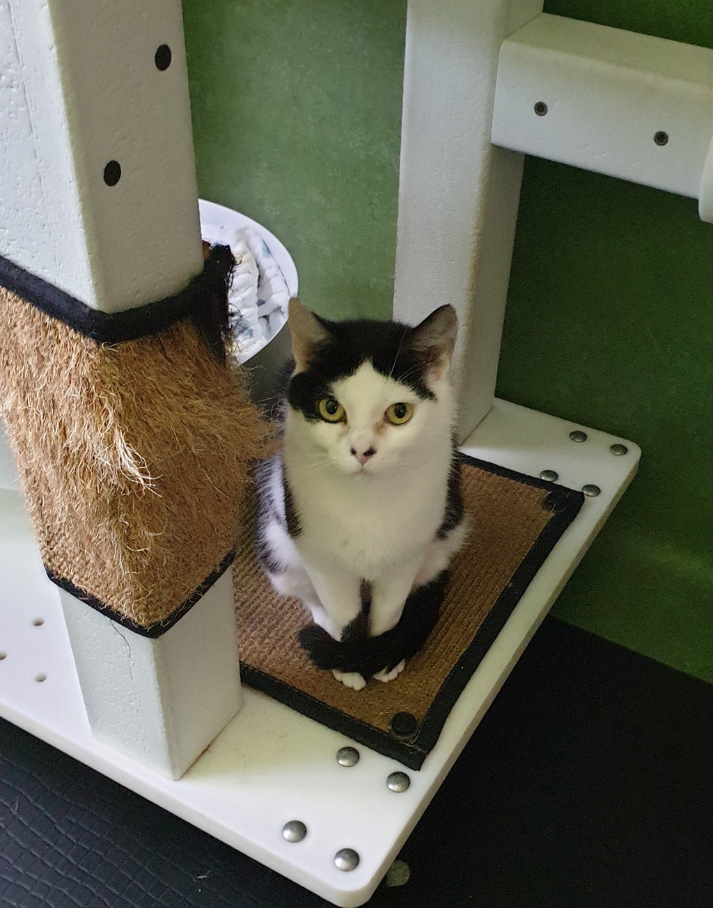 Inky - Female Domestic Short Hair Cat in VIC - PetRescue