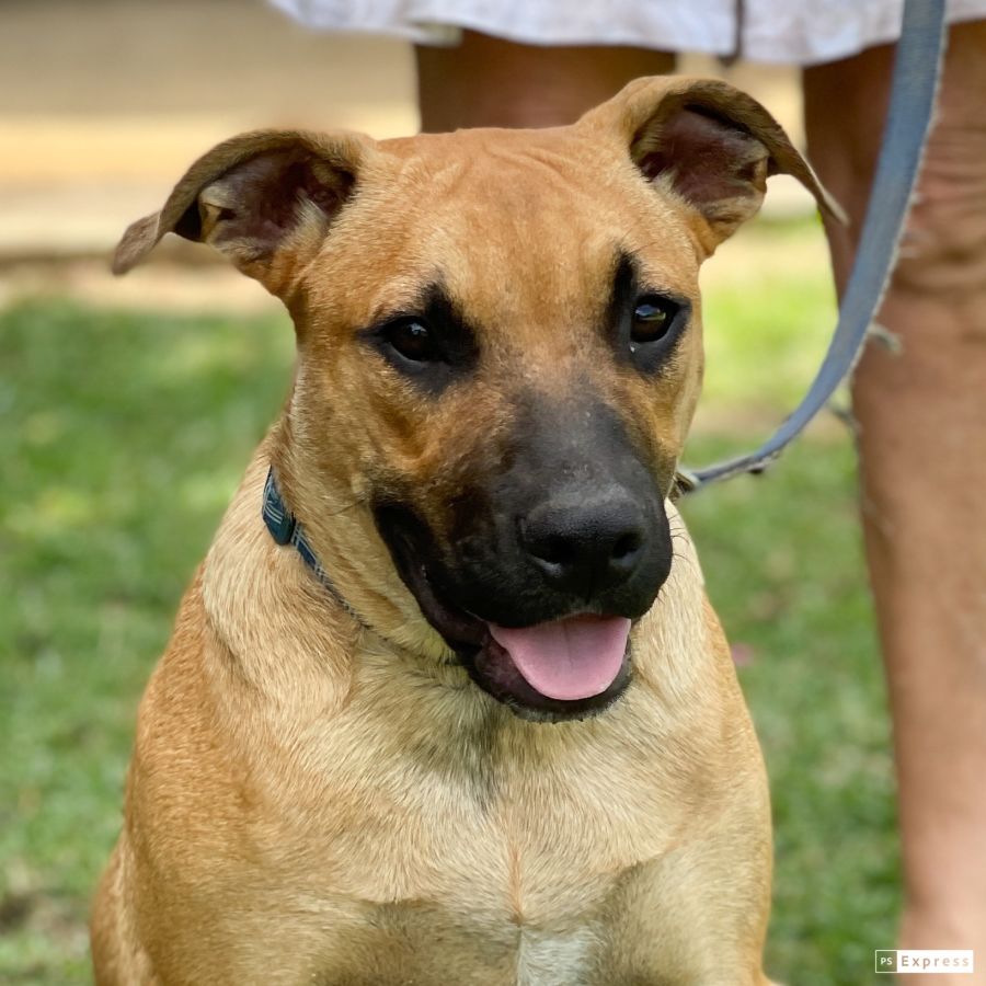 Kenny - Medium Male Ridgeback x Staffordshire Bull Terrier Mix Dog in ...