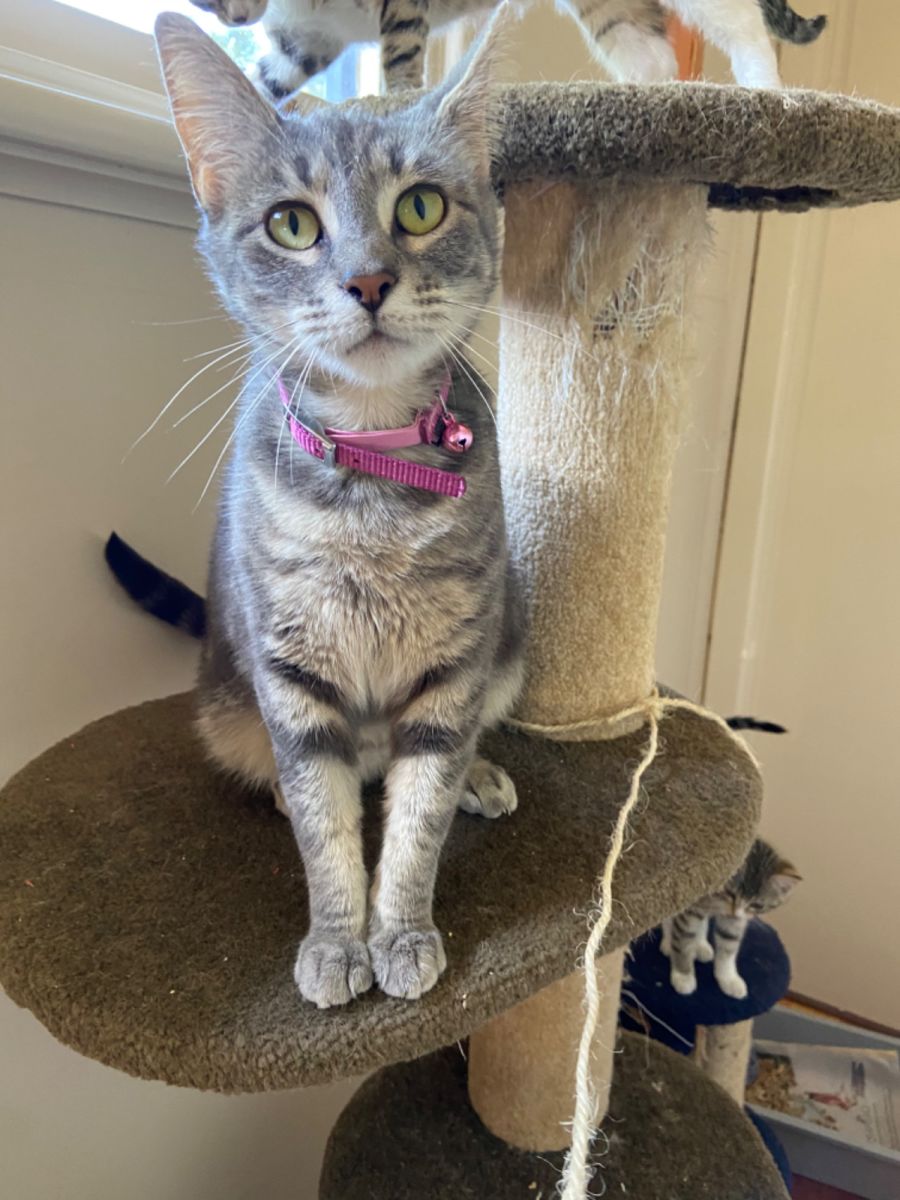 Maisy - Female Abyssinian Cat in VIC - PetRescue