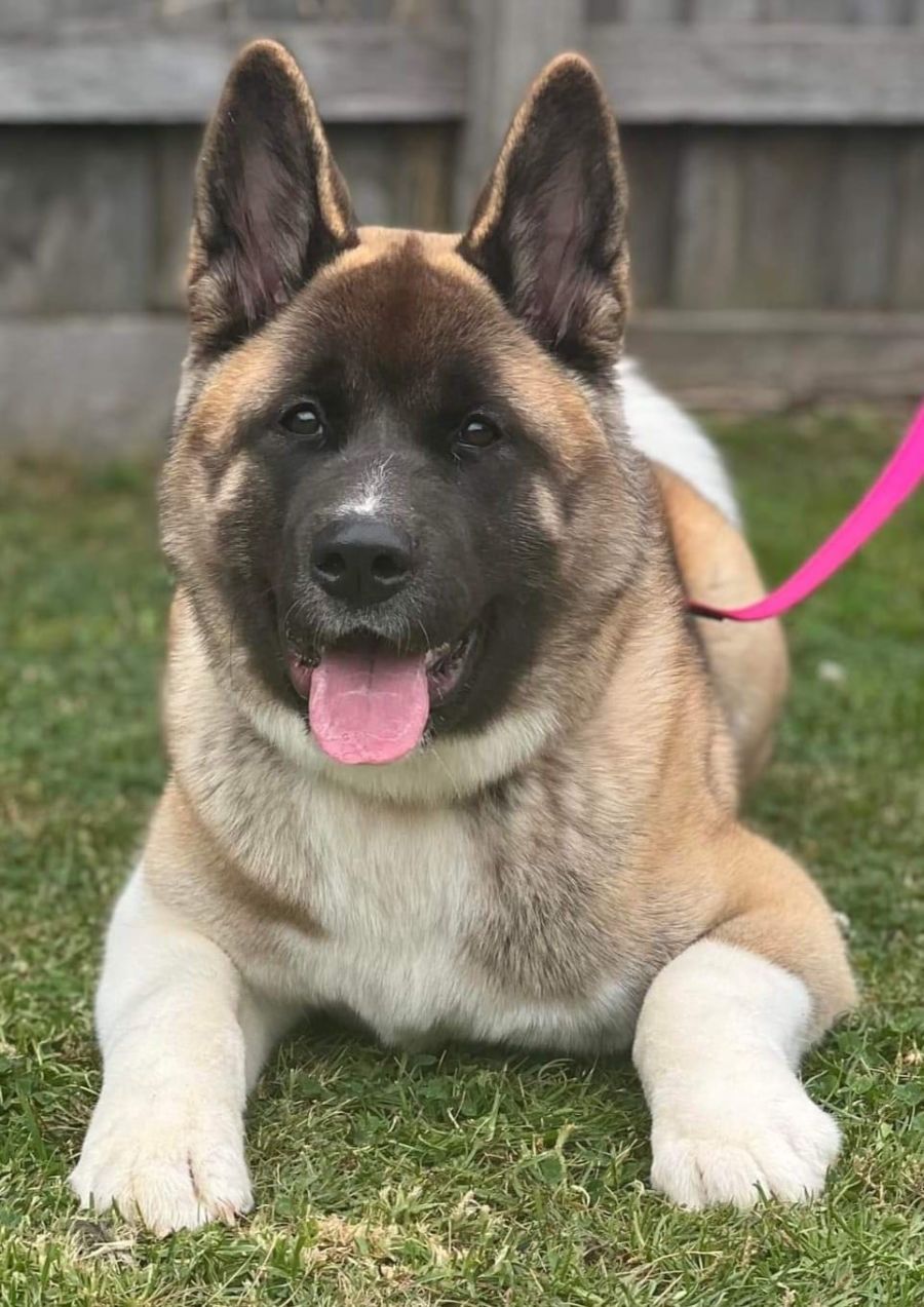 Marble - Large Female American Akita Dog in VIC - PetRescue