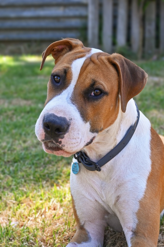 Jaffa - Large Male Boxer x Bull Arab Mix Dog in WA - PetRescue