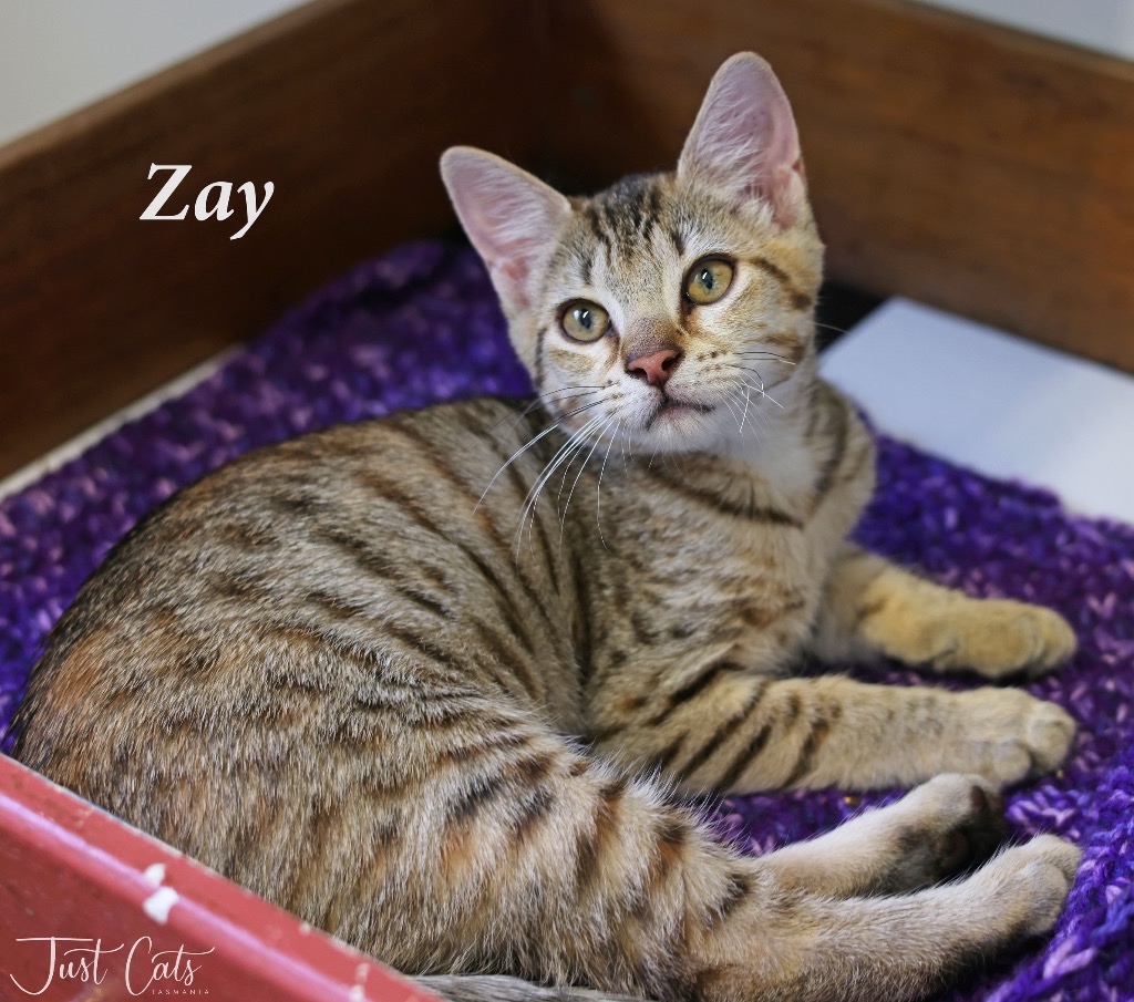 Zay - Female Domestic Short Hair Cat in TAS - PetRescue