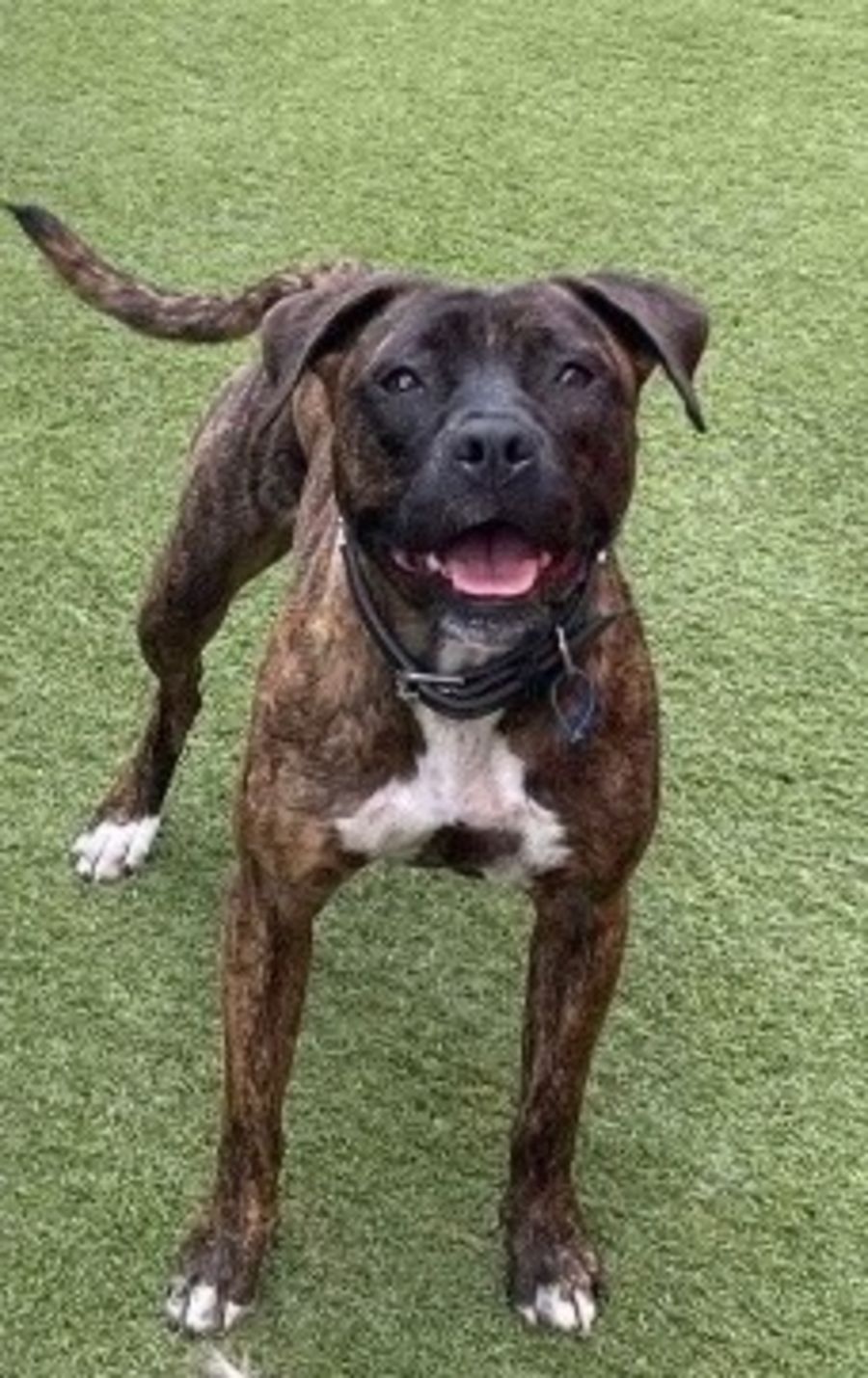 Koda - Medium Male Staffy Mix Dog in VIC - PetRescue