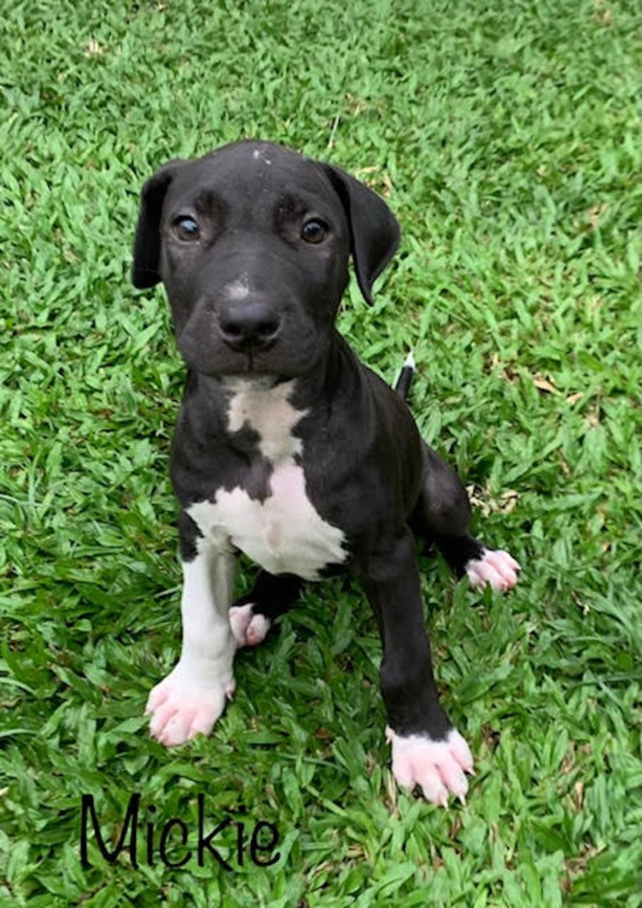 Mickie - Large Female Boxer x Labrador Mix Dog in QLD - PetRescue