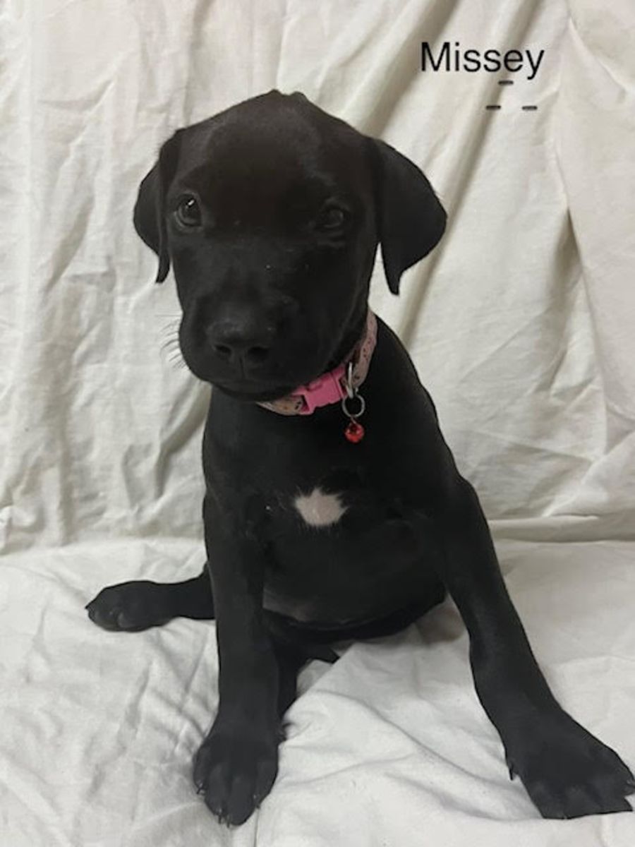 Missey - Large Female Boxer x Labrador Mix Dog in QLD - PetRescue