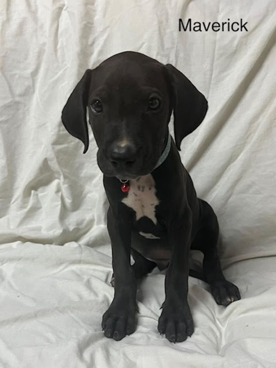 Maverick - Large Male Boxer x Labrador Mix Dog in QLD - PetRescue