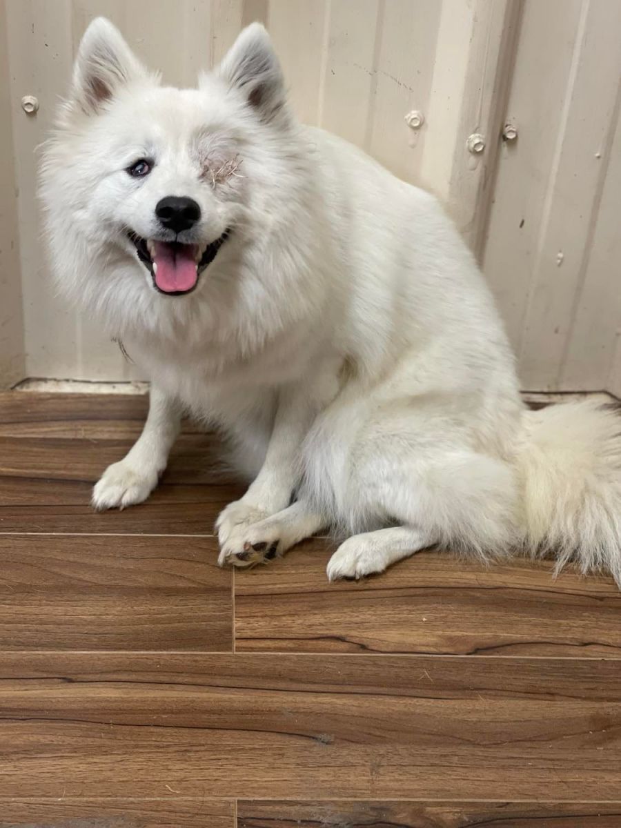 Akari - Small Female Spitz Dog in QLD - PetRescue