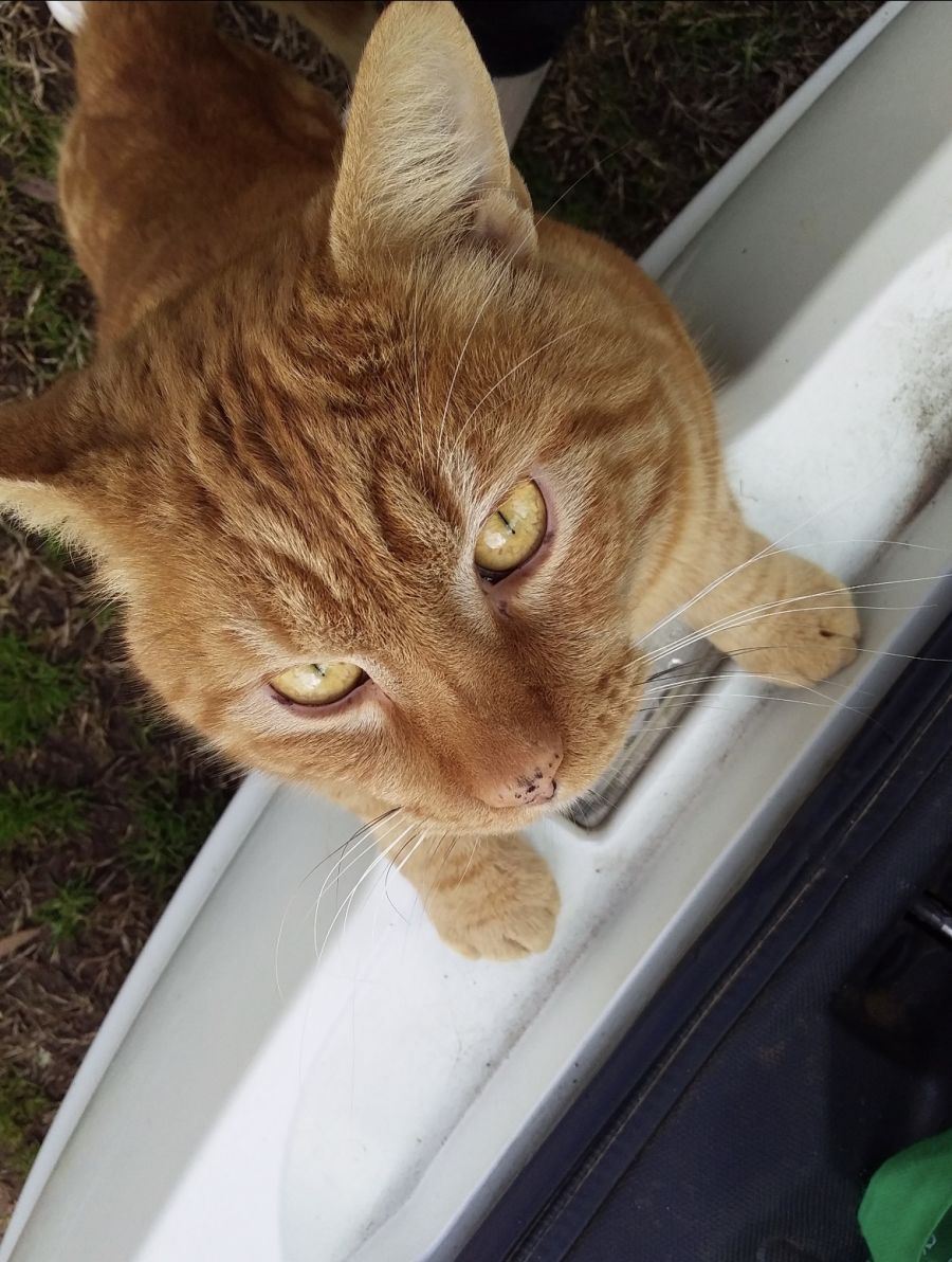 Roley - Male Domestic Short Hair Cat in NSW - PetRescue