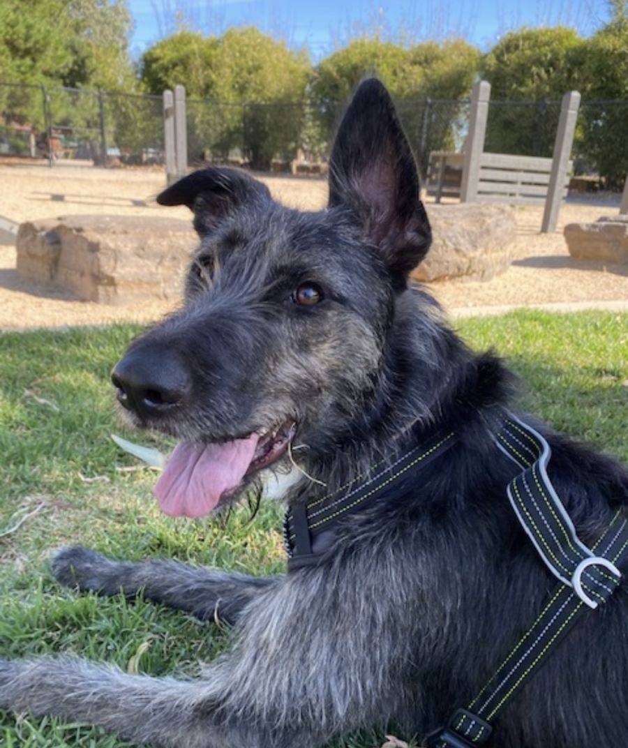 Nylah - Medium Female Staghound Mix Dog in VIC - PetRescue