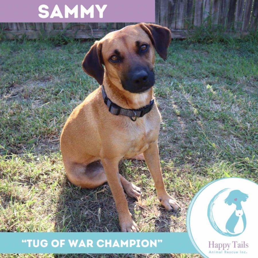 Sammy - Medium Female Labrador x Rhodesian Ridgeback Mix Dog in QLD ...