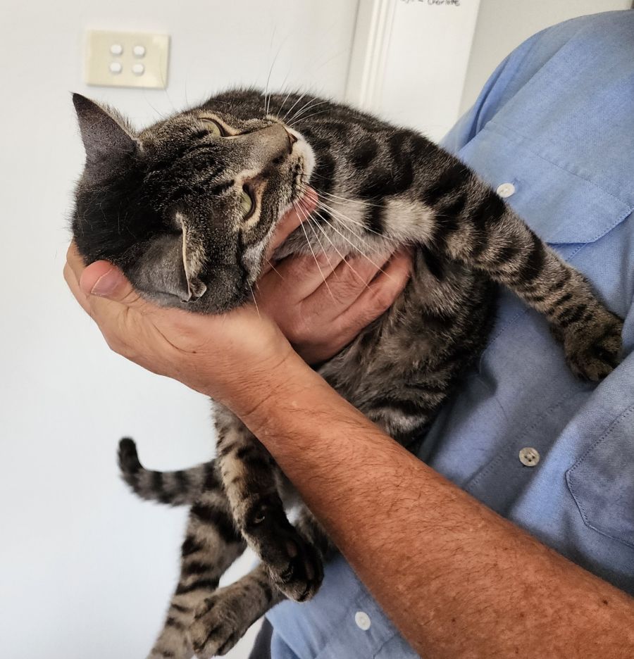 Bellamy - Male Domestic Short Hair Cat in NSW - PetRescue
