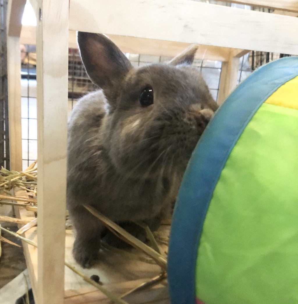 Yoshi - Male Dwarf Mix Rabbit in VIC - PetRescue