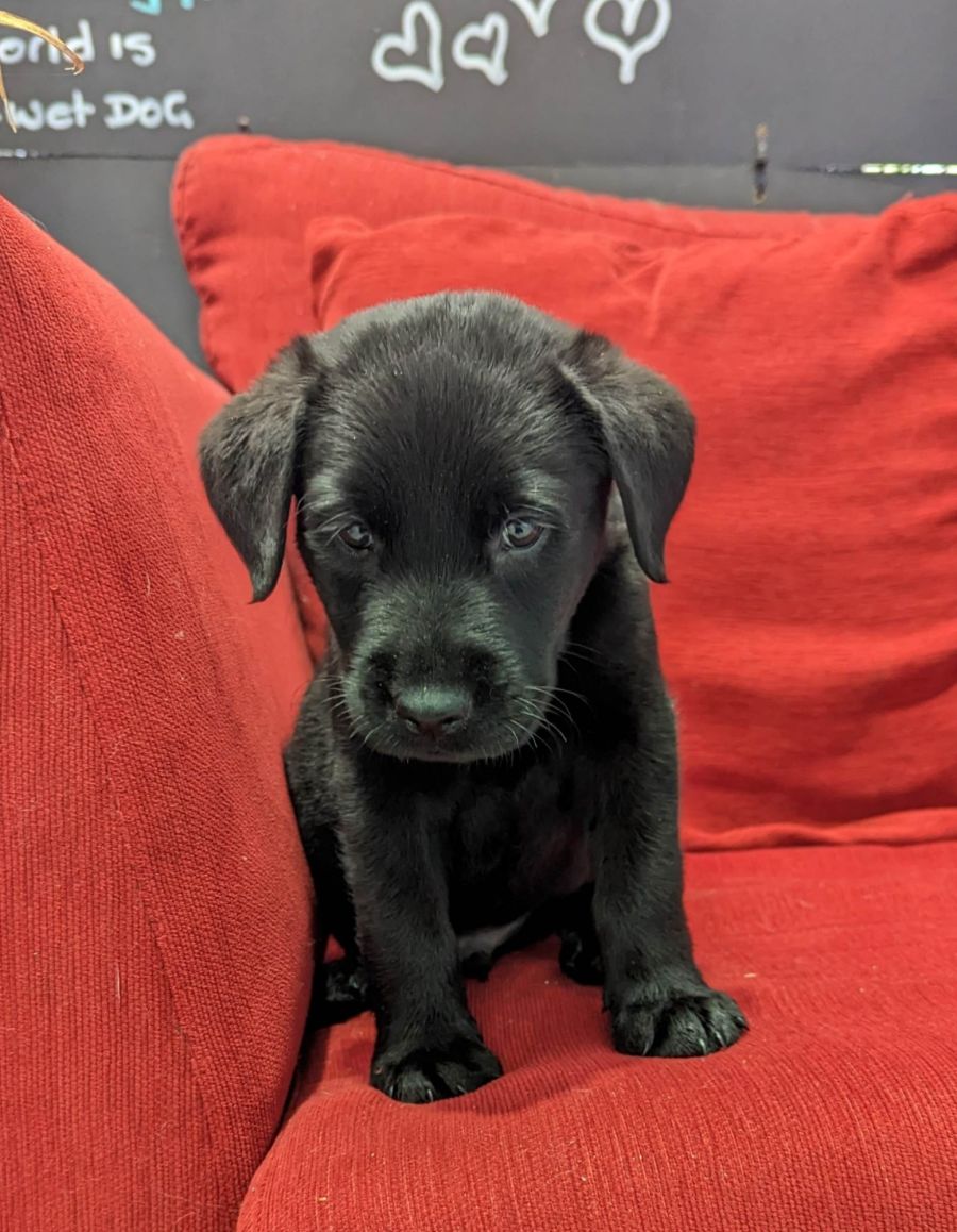 Radar - Medium Male Labrador Mix Dog in NSW - PetRescue