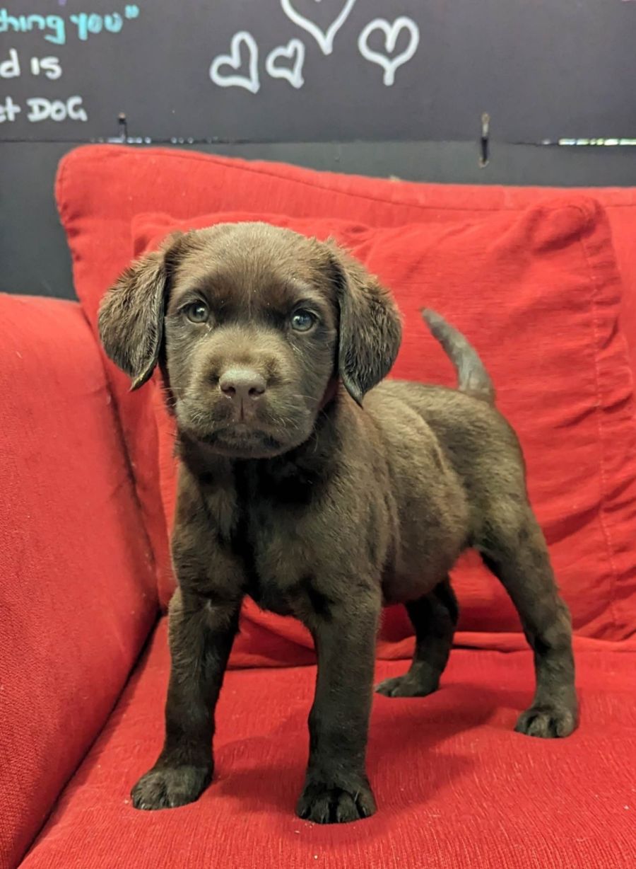 Demi - Medium Female Labrador Mix Dog in NSW - PetRescue