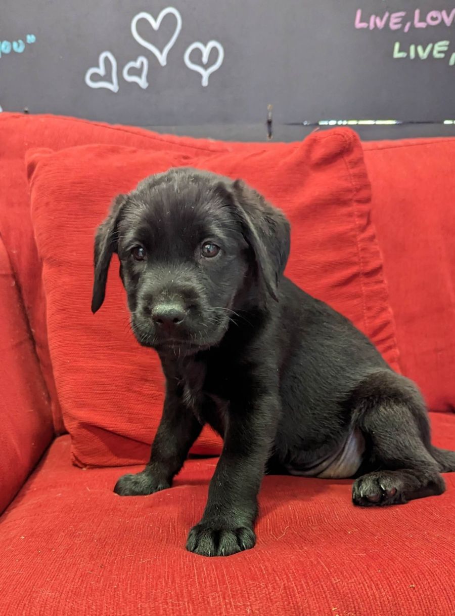 Aspen - Medium Female Labrador Mix Dog in NSW - PetRescue