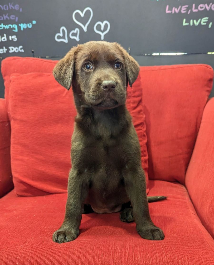 Zuzu - Medium Female Labrador Mix Dog in NSW - PetRescue