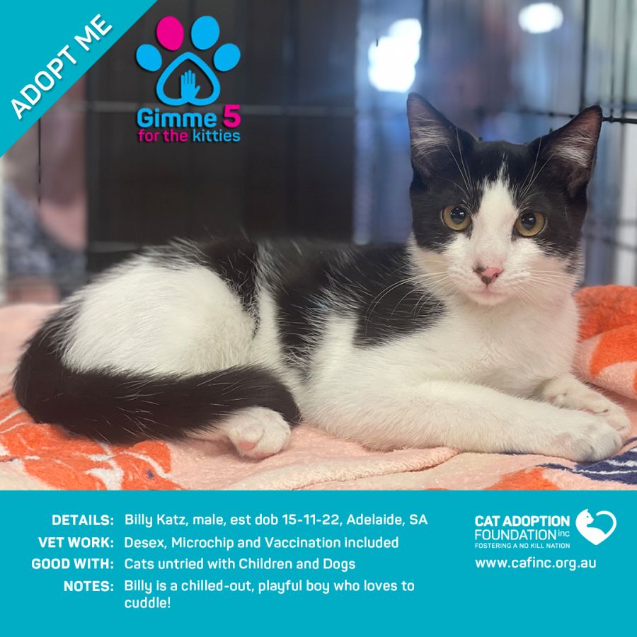 Billy Katz - Male Domestic Short Hair Cat in SA - PetRescue