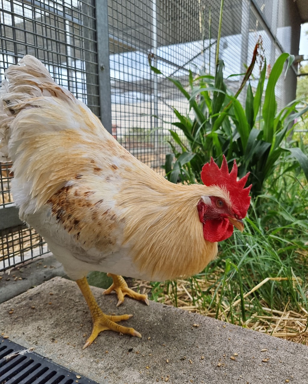 Bingo - Male Bantam Rooster Leghorn Mix Fowl in QLD - PetRescue