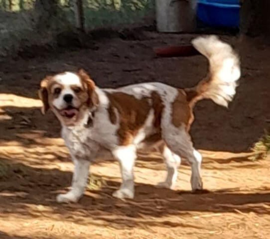 Tinker - Small Male Cavalier King Charles Spaniel Dog in NSW - PetRescue