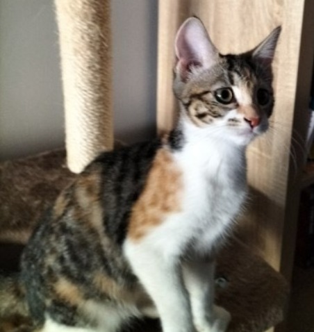 Bella - Female Domestic Short Hair Cat in WA - PetRescue