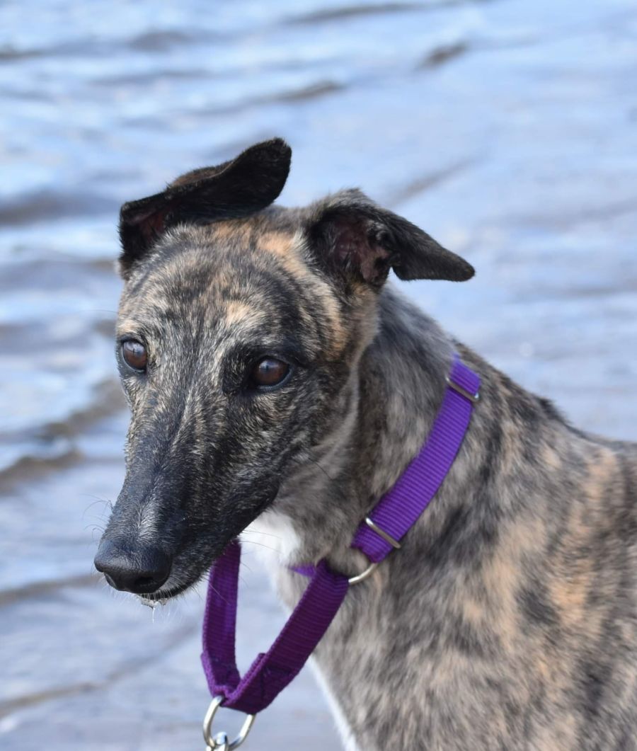 Rosie - Large Female Greyhound Dog in NSW - PetRescue