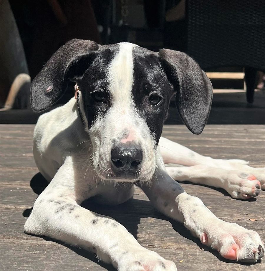 Rama - Large Female Pointer Mix Dog in NSW - PetRescue