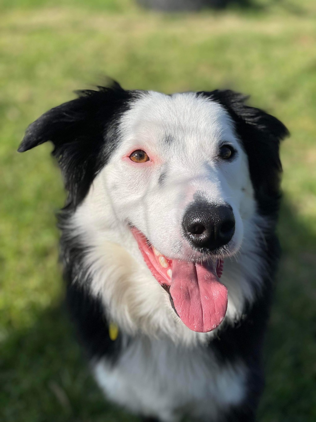 Willow - Medium Female Border Collie Dog in VIC - PetRescue