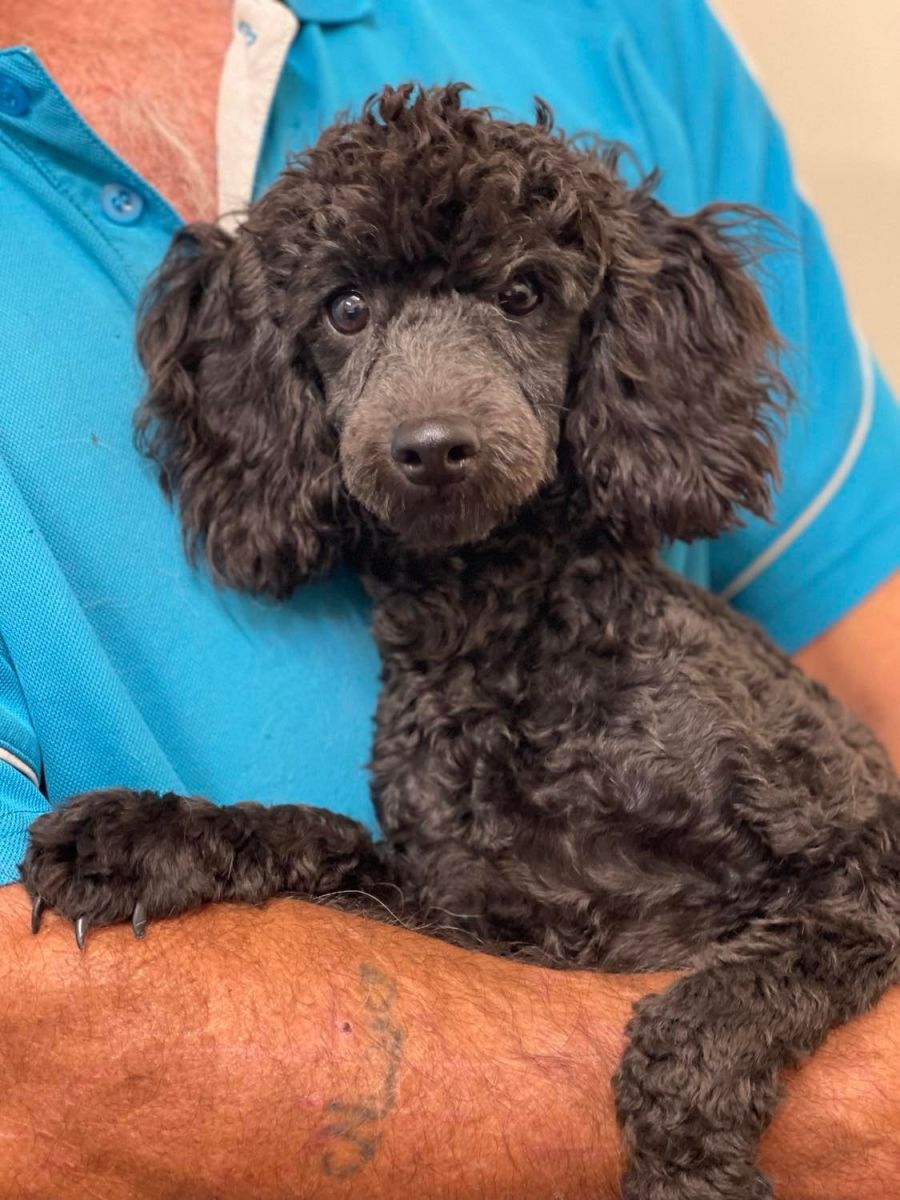 Matis - Small Male Poodle x Cavalier King Charles Spaniel Dog in QLD ...