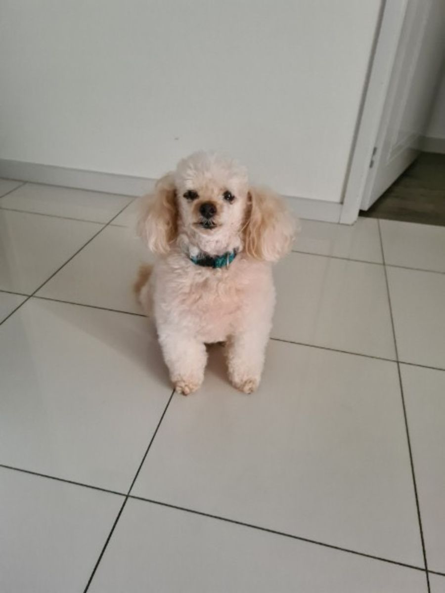 Milo - Small Male Poodle Dog in QLD - PetRescue