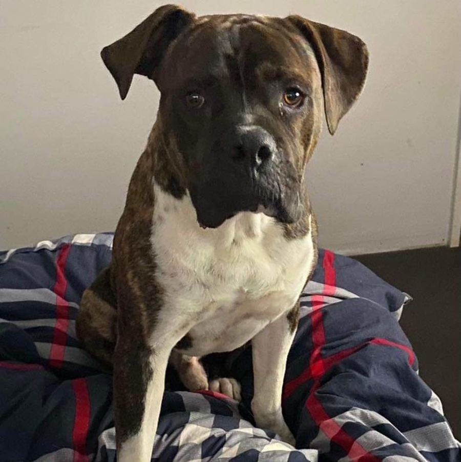 Hudson - Medium Male Boxer x Staffordshire Bull Terrier Mix Dog in VIC ...