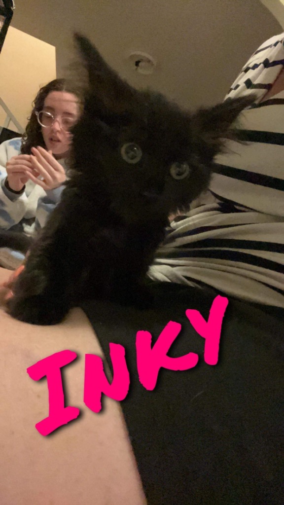 Inky - Female Domestic Short Hair Cat in WA - PetRescue