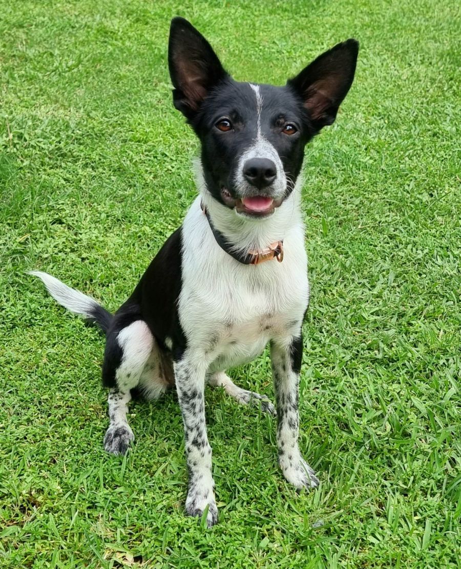 Paige - Medium Female Collie Mix Dog in QLD - PetRescue