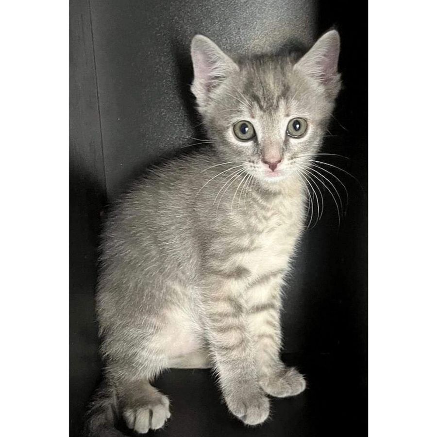 9059 - Jonah - Female Domestic Short Hair Cat in WA - PetRescue