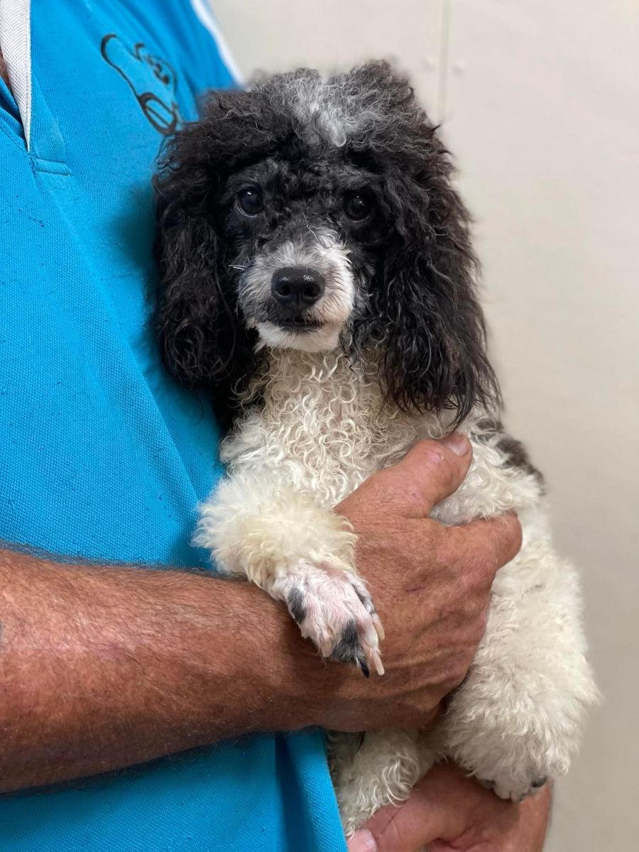 Cindi - Small Female Poodle x Cavalier King Charles Spaniel Dog in QLD ...