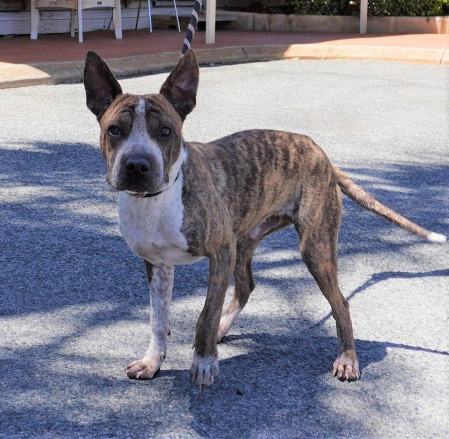 Walter - Small Male Cross breed Dog in WA - PetRescue