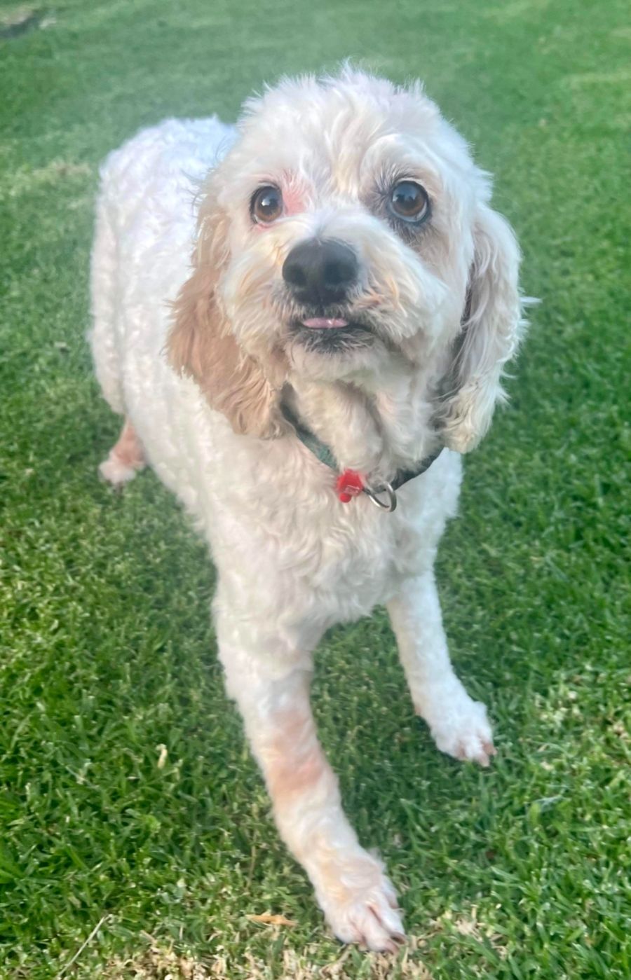 Susie - Small Female Poodle Mix Dog in VIC - PetRescue