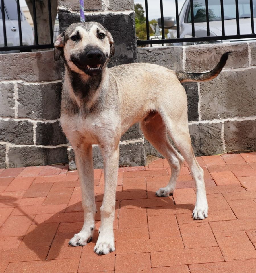 Ranger - Medium Male Whippet x Saluki Mix Dog in WA - PetRescue