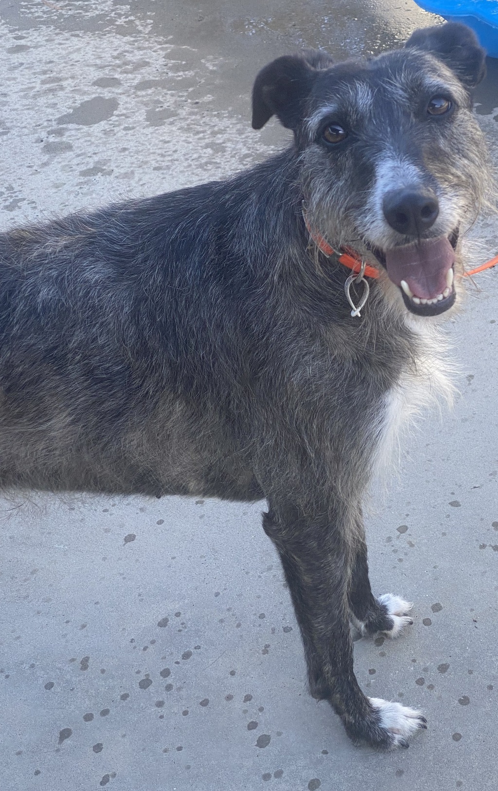 Willow - Large Female Staghound Mix Dog in VIC - PetRescue