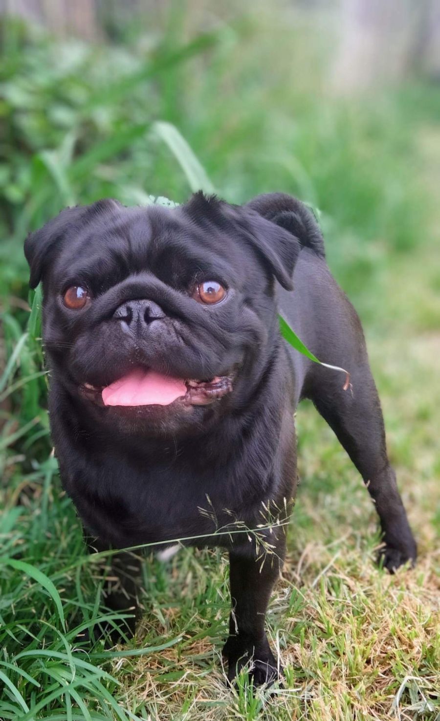 Buddha - Small Male Pug Dog in QLD - PetRescue
