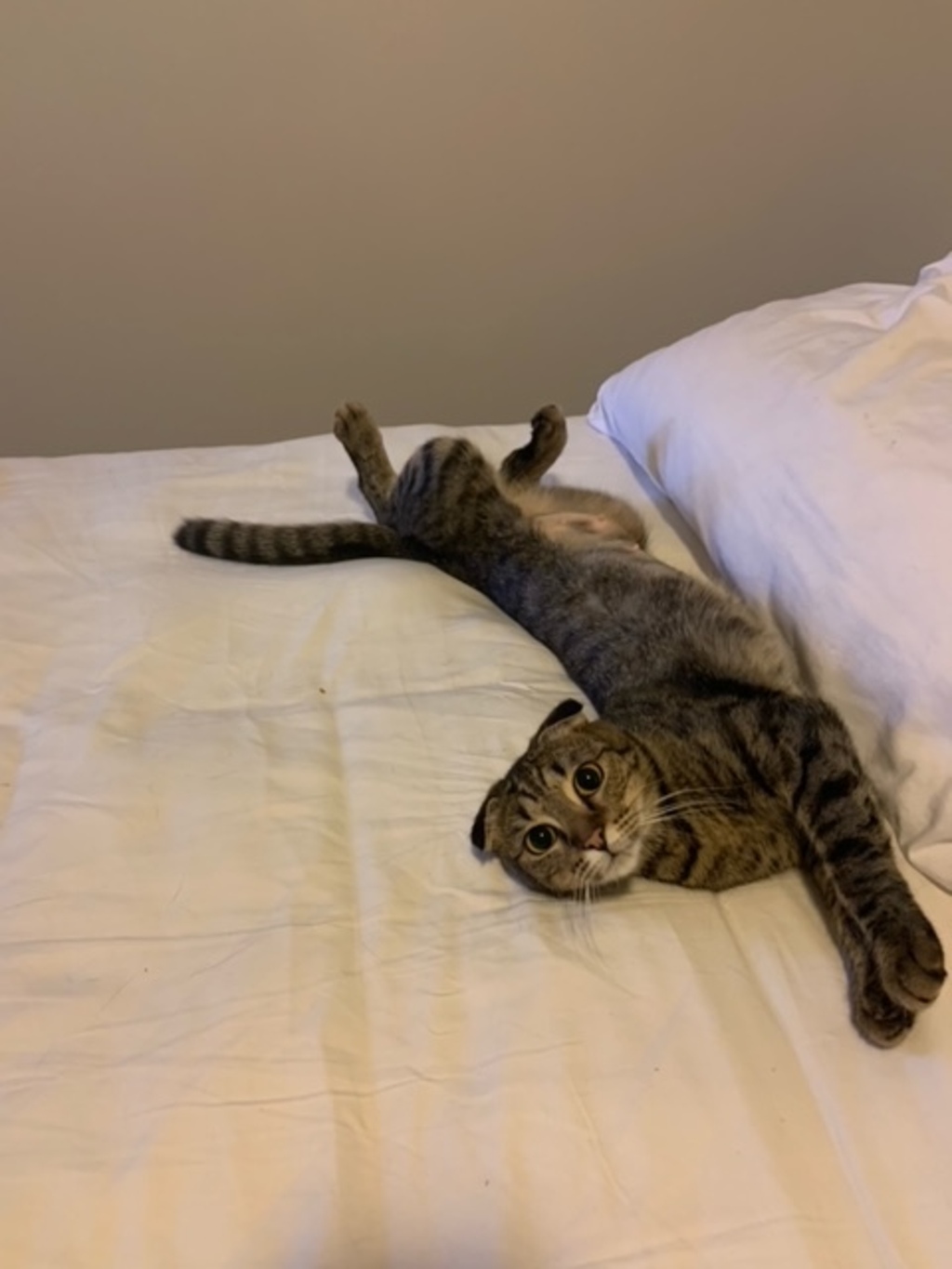Blue - Female Scottish Fold Mix Cat in WA - PetRescue
