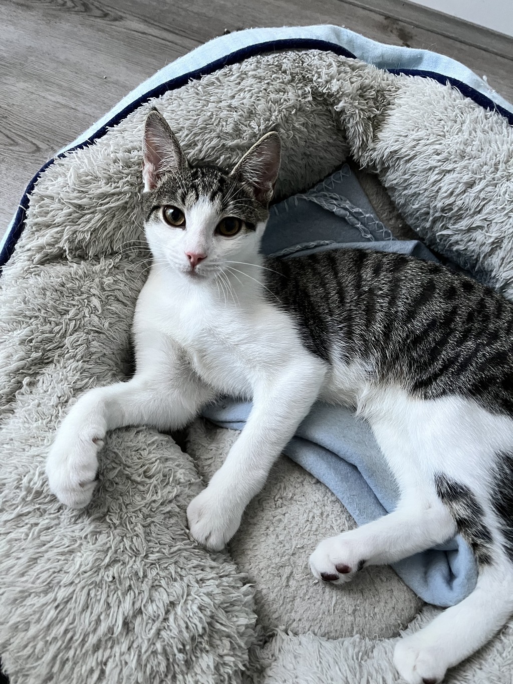 Patchy - Female Domestic Short Hair Mix Cat in WA - PetRescue