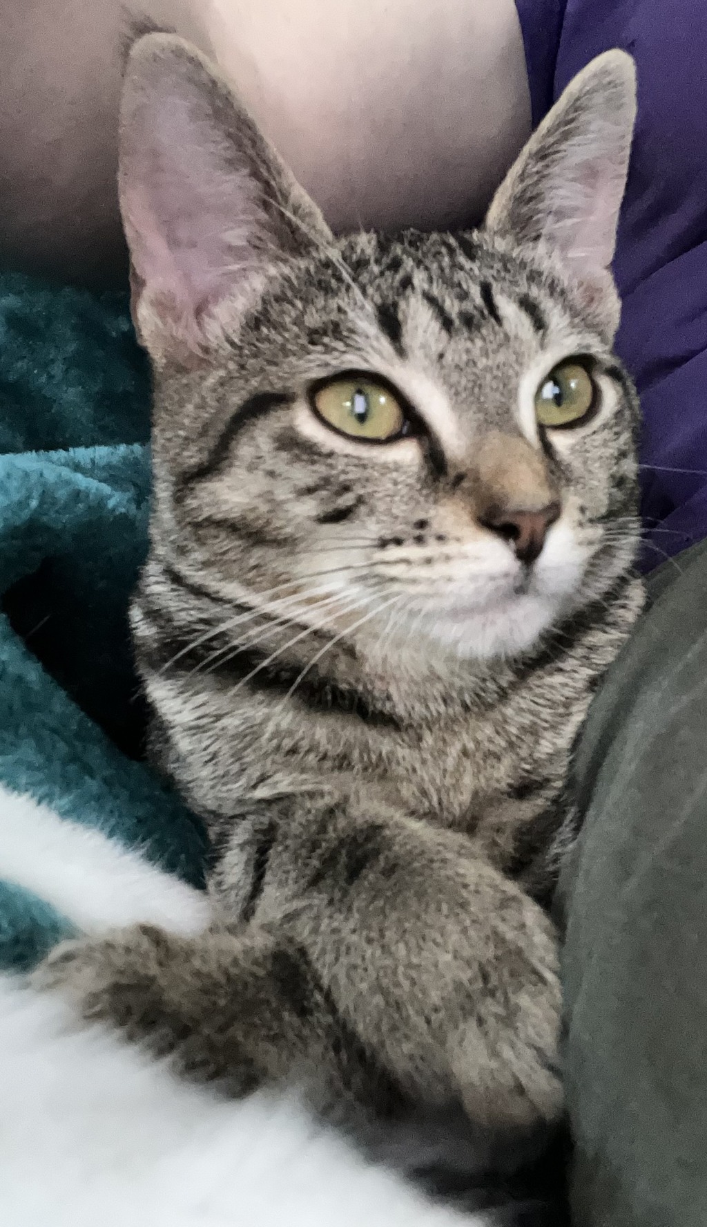 Gubby - Female Domestic Short Hair Mix Cat in WA - PetRescue