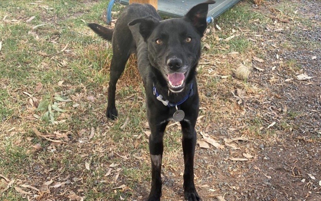Colonel Puffball - Medium Male Kelpie Mix Dog in VIC - PetRescue